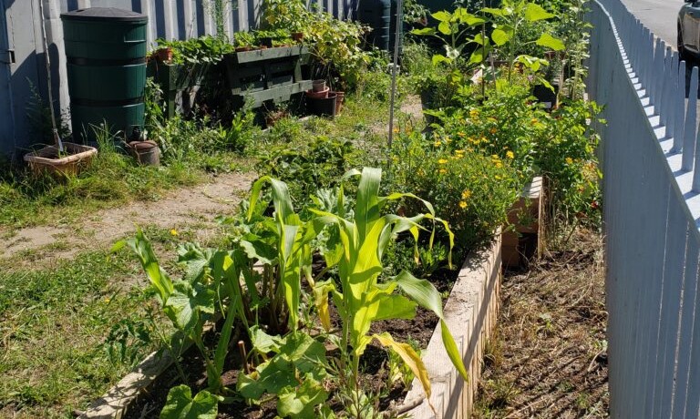 Gresham Road Community Garden Open Day – Thrive Festival