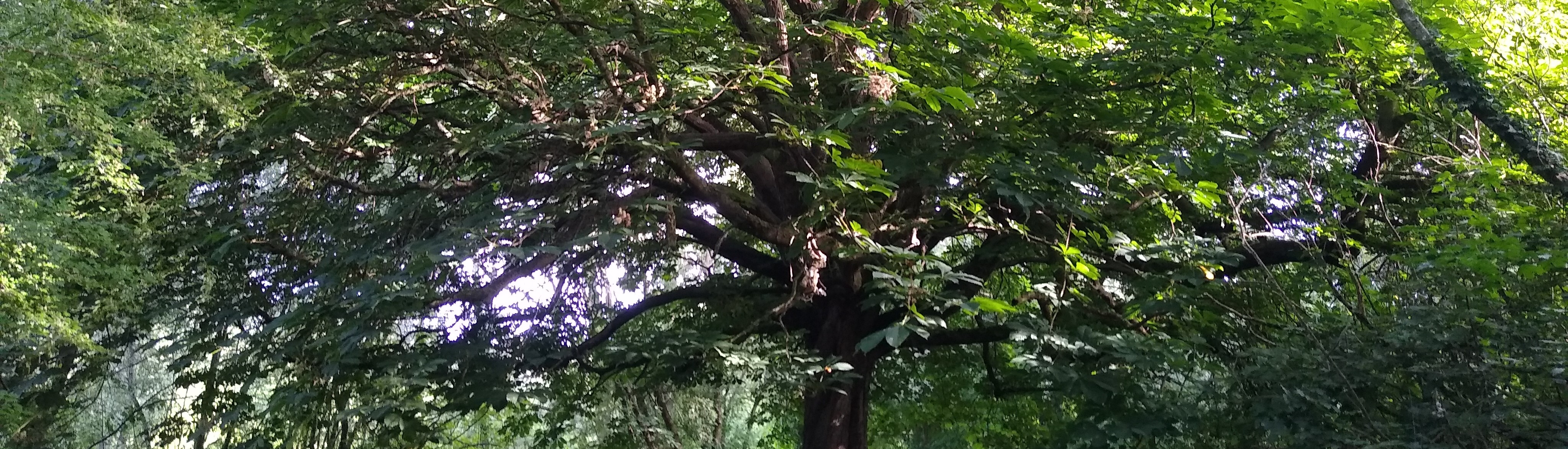 Tree Walk – Thrive Festival